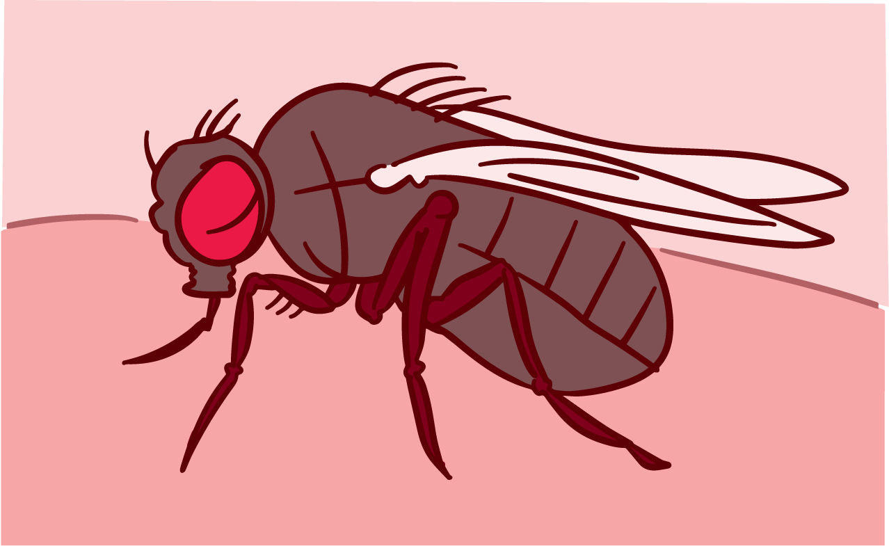 The Mighty Fruit Fly | NIH News in Health